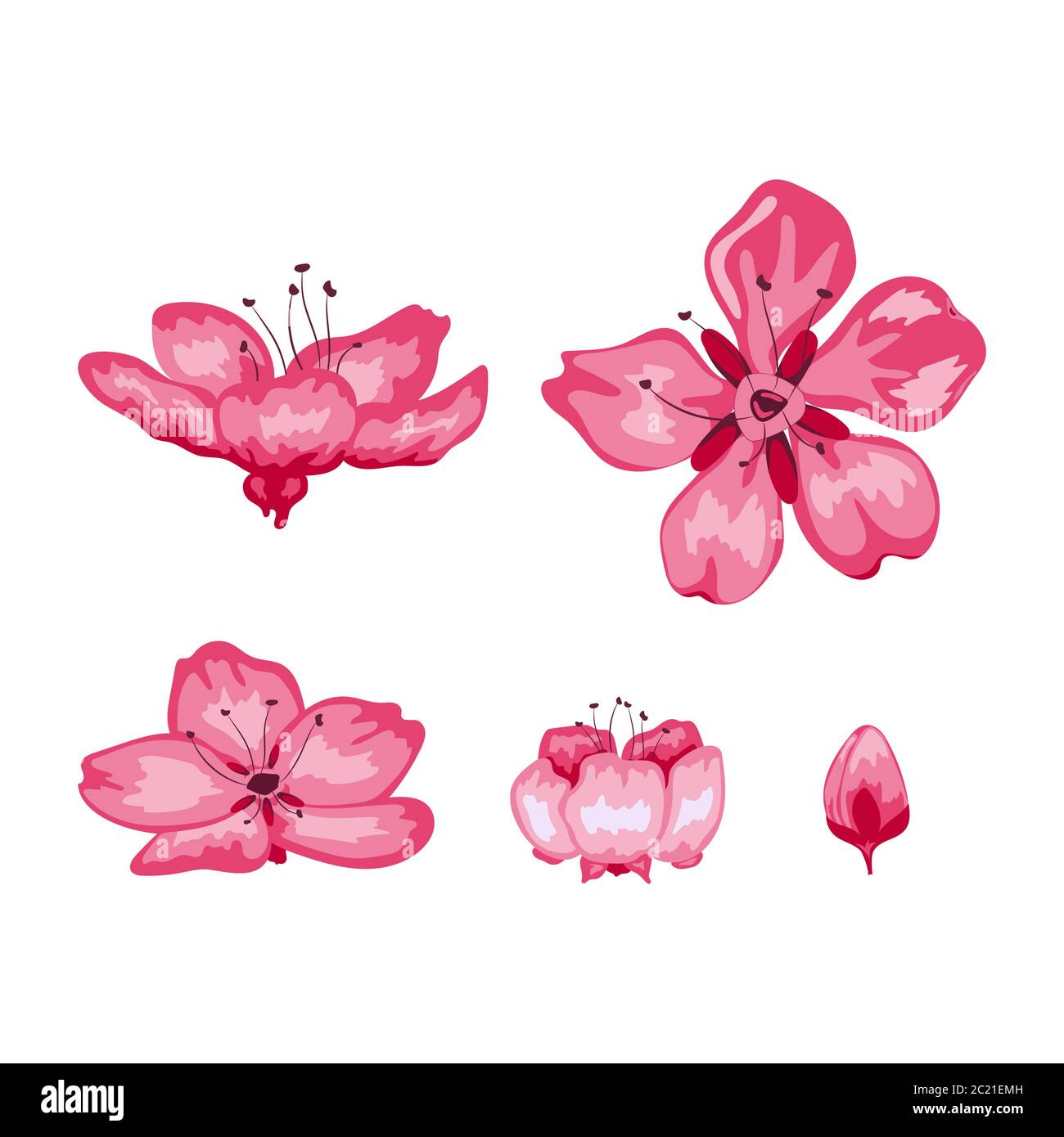 Sakura blossom flowers isolated on white background, vector illustrator ...