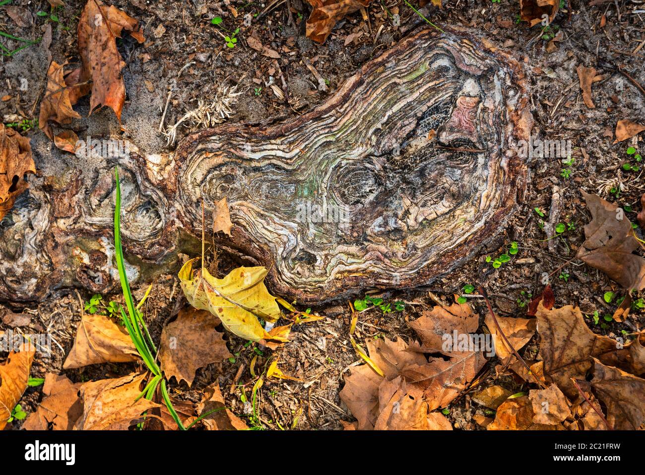 Sycamore Tree Roots High Resolution Stock Photography and Images - Alamy