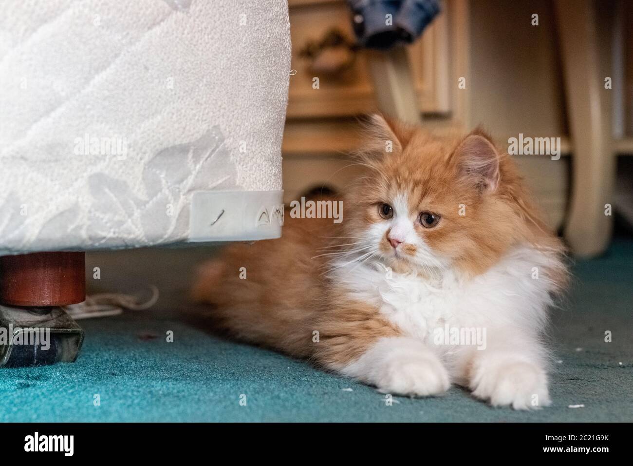 Beautiful two-month-old Persian cat resting. Pets Stock Photo - Alamy