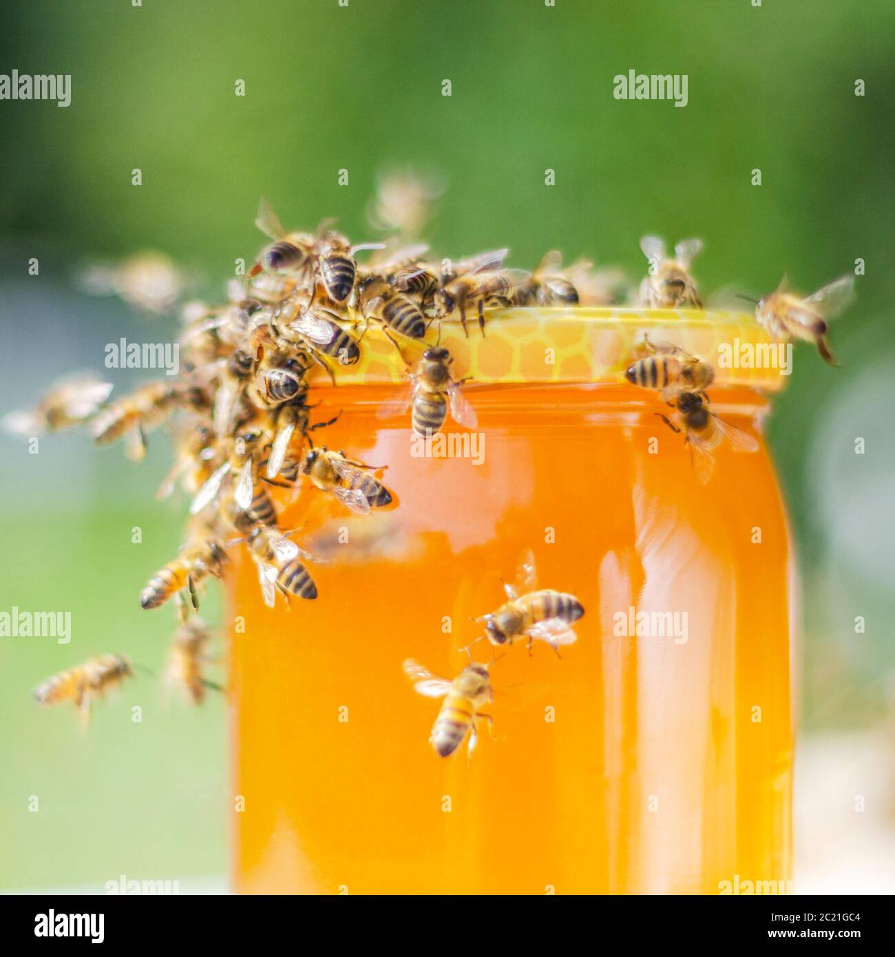Bees fly around hive hi-res stock photography and images - Alamy