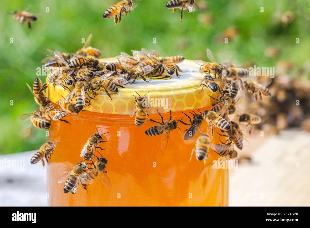 Bee hive honey swarm tree hi-res stock photography and images - Alamy