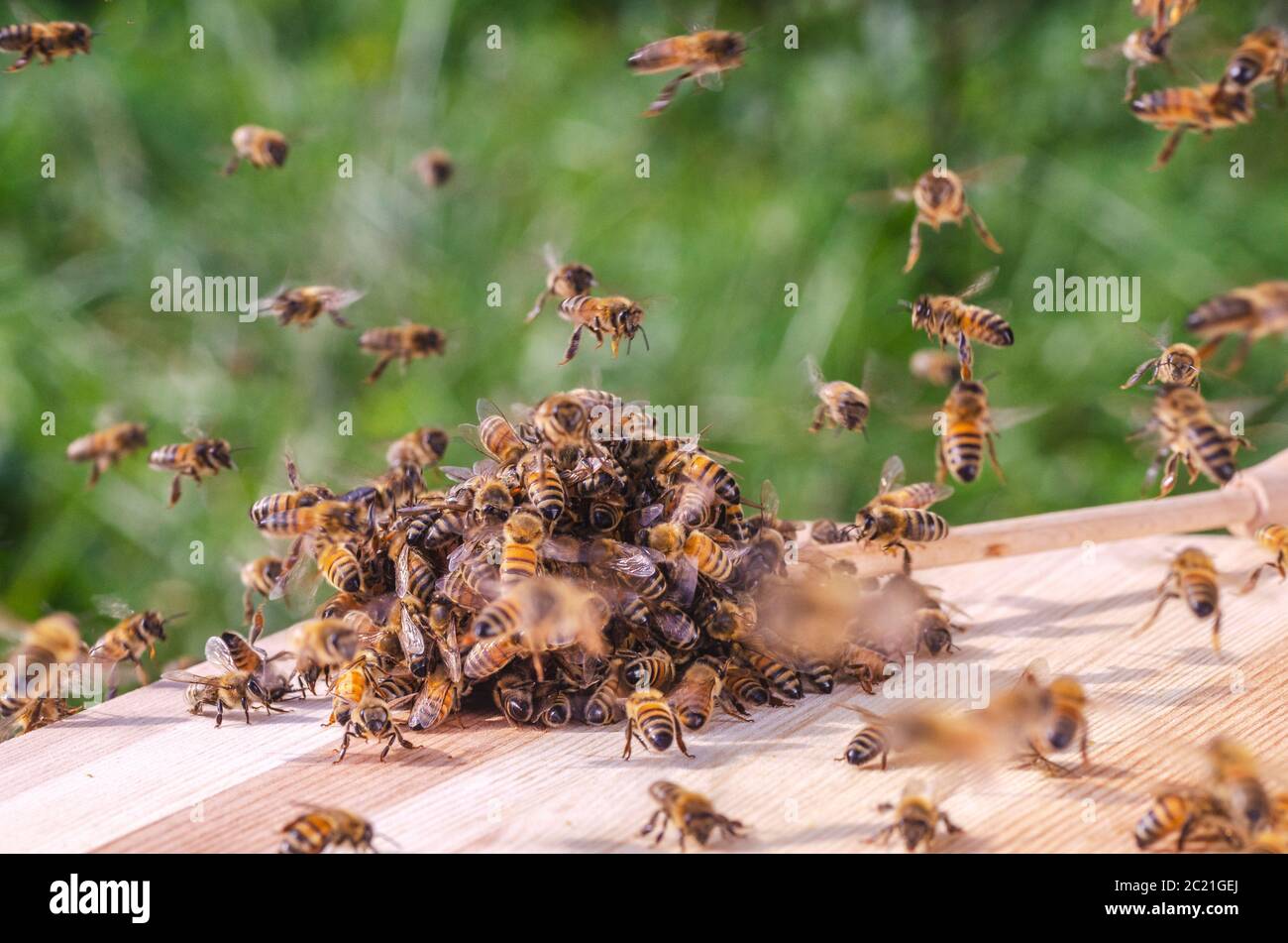 Bees flying around tree hi-res stock photography and images - Alamy