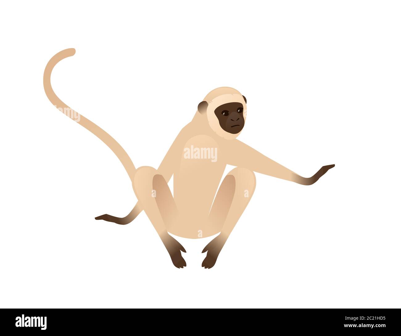 Cute vervet monkey sitting on the ground beige monkey with brown face ...