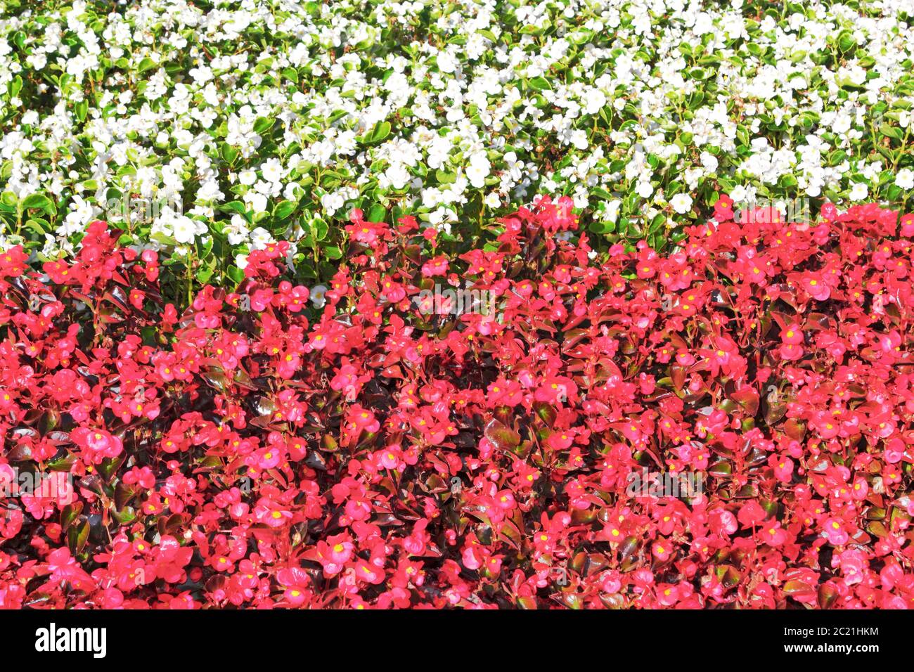 Flowerbed red and white Stock Photo - Alamy