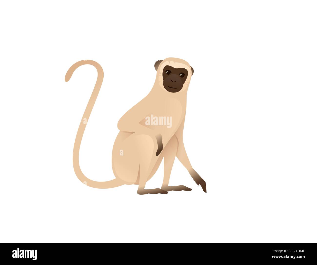Cute vervet monkey sitting on the ground beige monkey with brown face ...