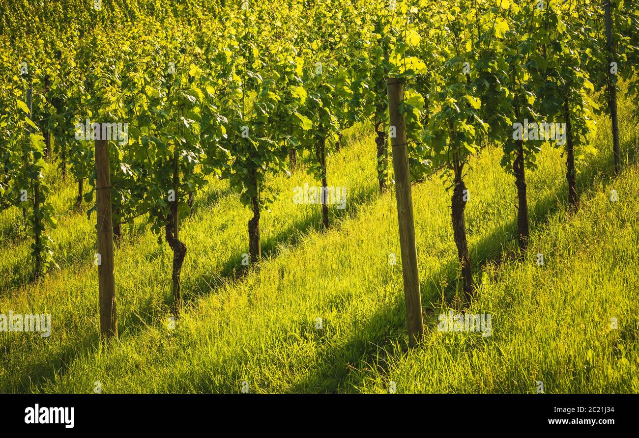Beautiful green rows of grape plants in summer in Austria Stock Photo ...