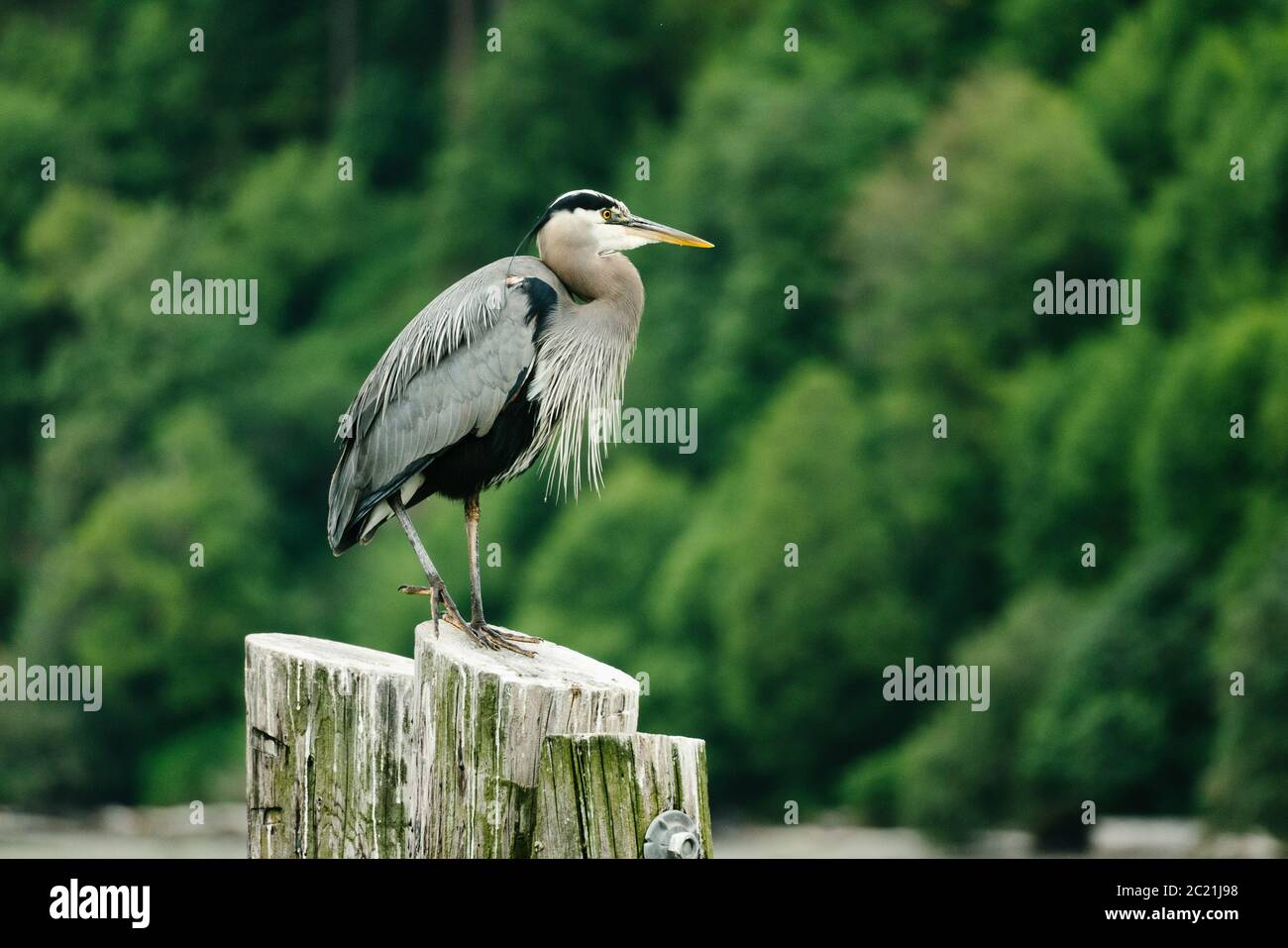 Side view of a Great Blue Heron on a log piling in Puget Sound Stock ...