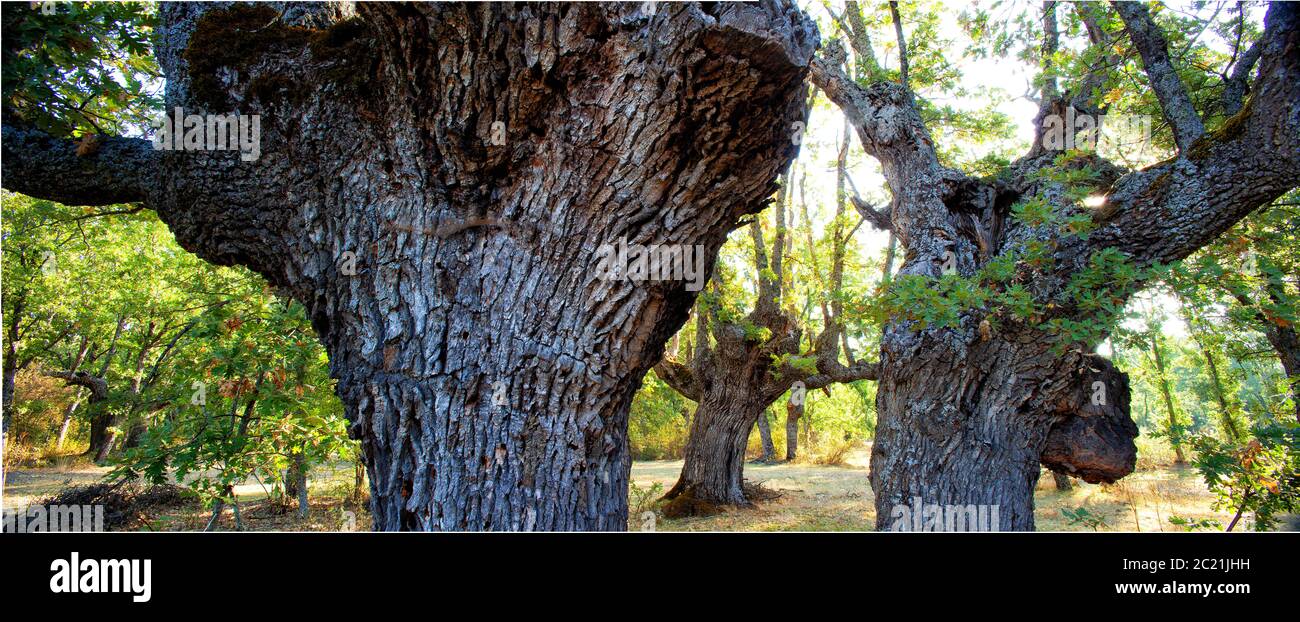 Ash oak hi-res stock photography and images - Alamy