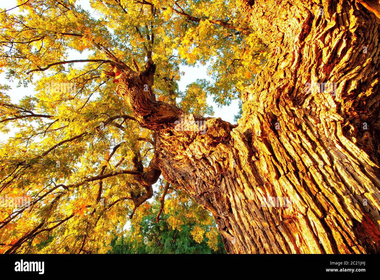 Ash oak hi-res stock photography and images - Alamy
