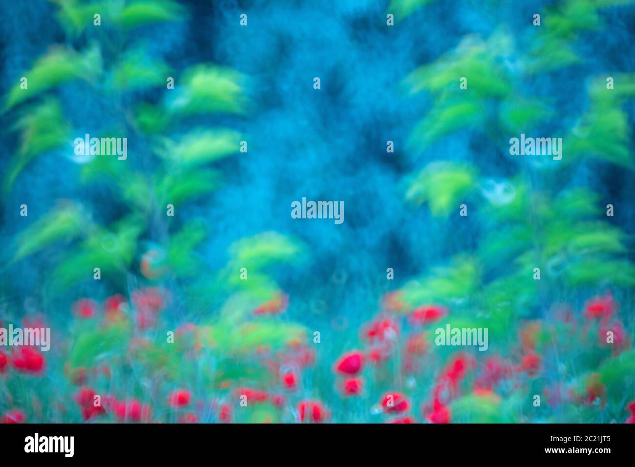 Field of red poppies. Vaseline technique. Photography inspired by ...