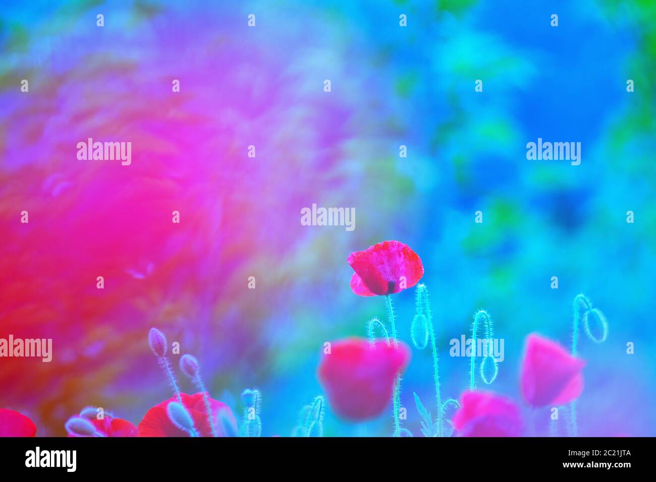 Field of red poppies. Vaseline technique. Photography inspired by ...