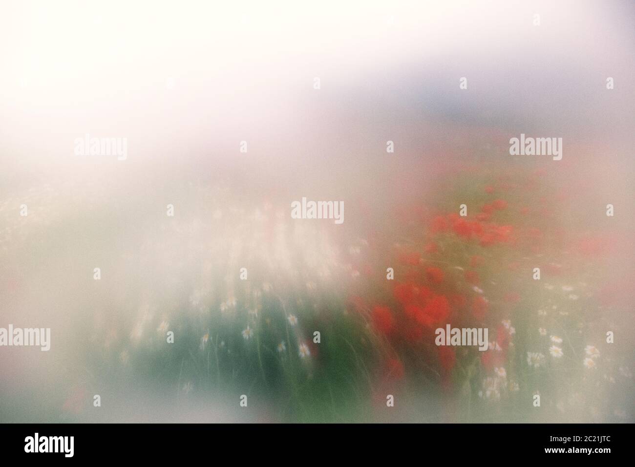 Field of red poppies. Vaseline technique. Photography inspired by ...