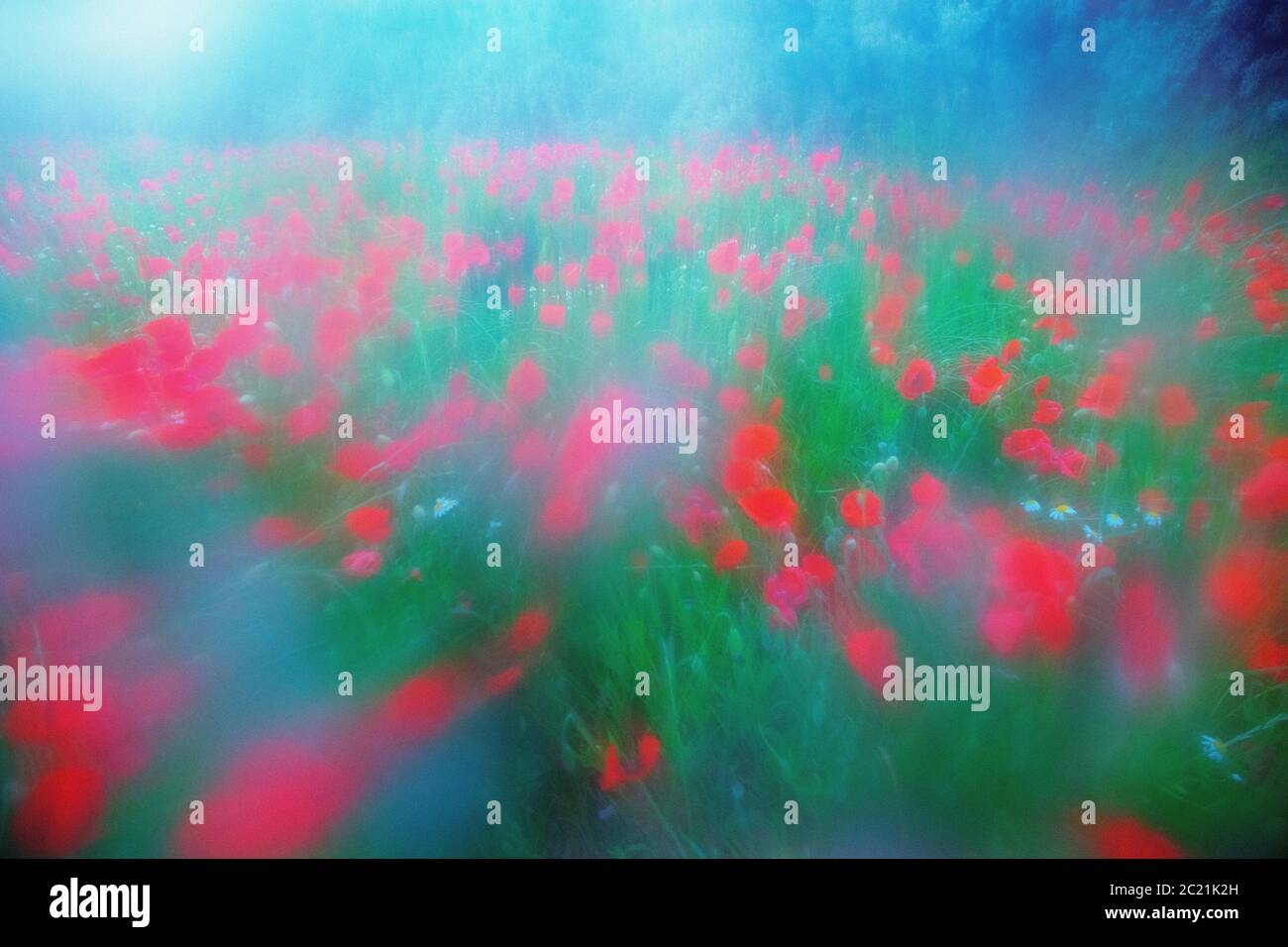 Field of red poppies. Vaseline technique. Photography inspired by ...
