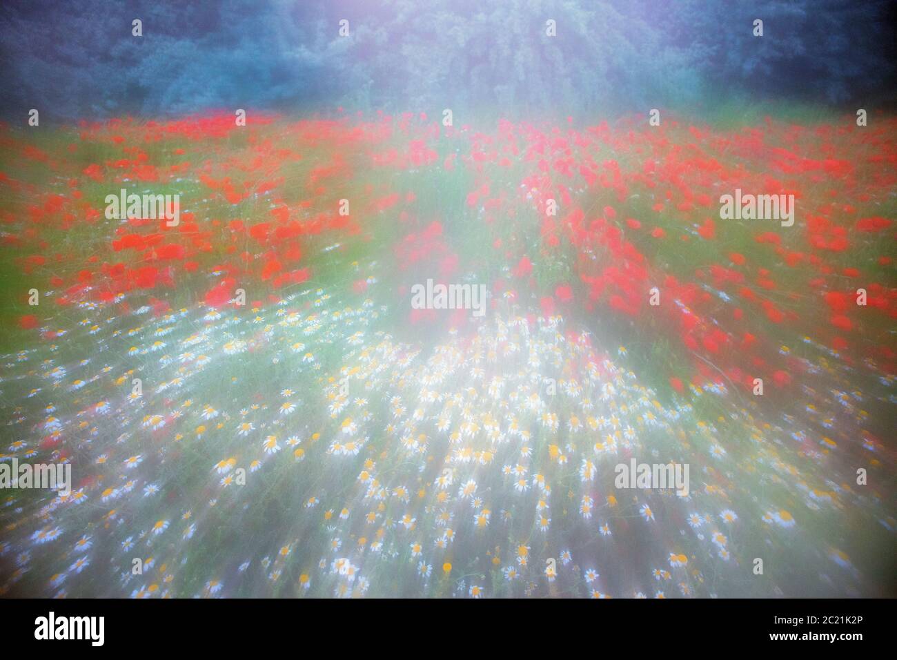 Field of red poppies. Vaseline technique. Photography inspired by ...