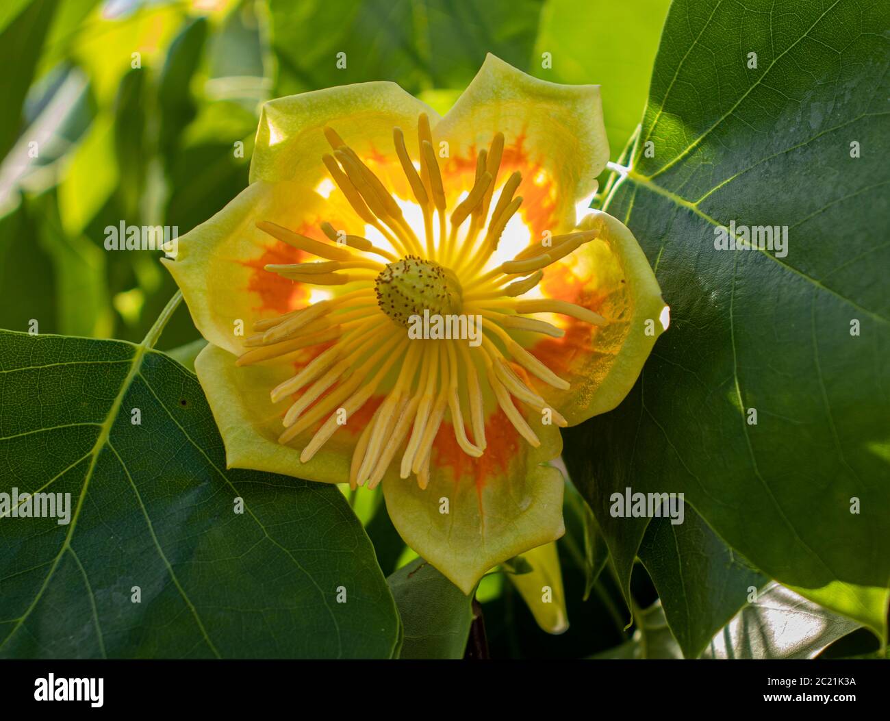 Tulip poplar hi-res stock photography and images - Alamy