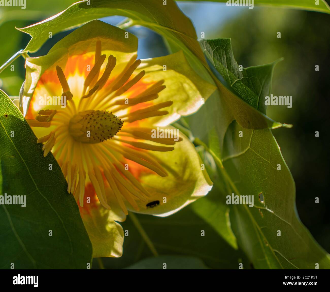 Tulip poplar tree hi-res stock photography and images - Alamy