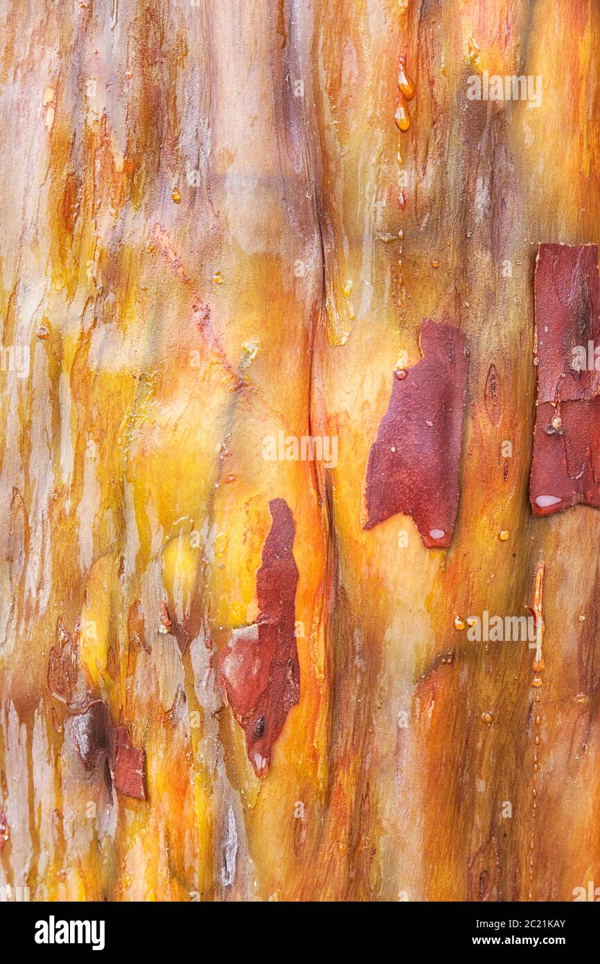 Alcoron hi-res stock photography and images - Alamy