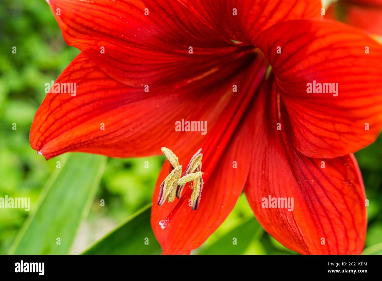 Big open flower hi-res stock photography and images - Alamy