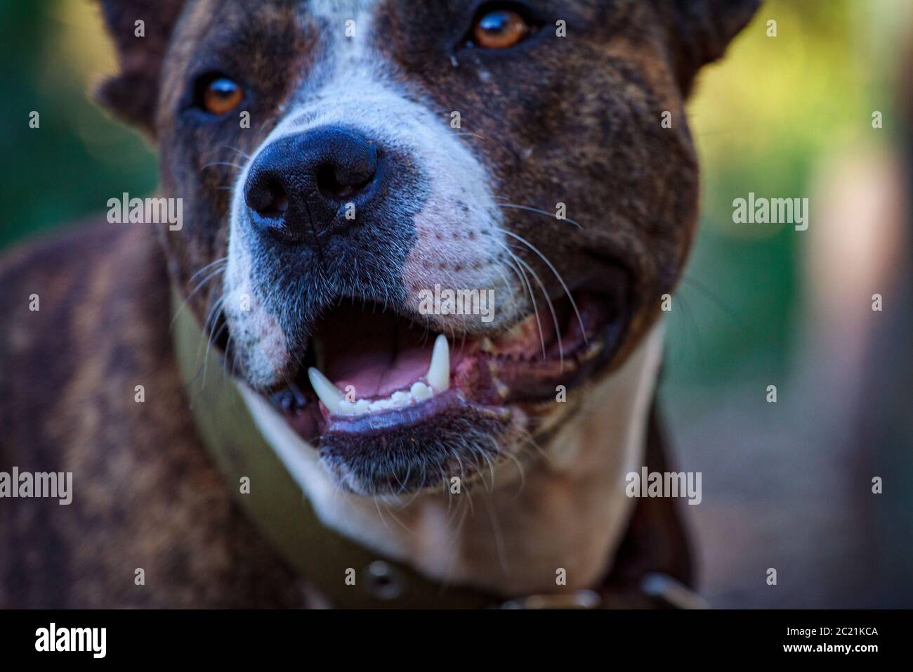Muzzle of a large evil guard dog with large teeth close-up. The open ...