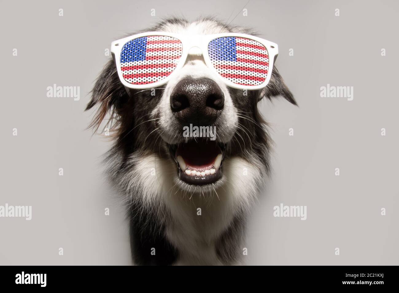 Independence day 4th of july border collie dog. Isolated on gray ...