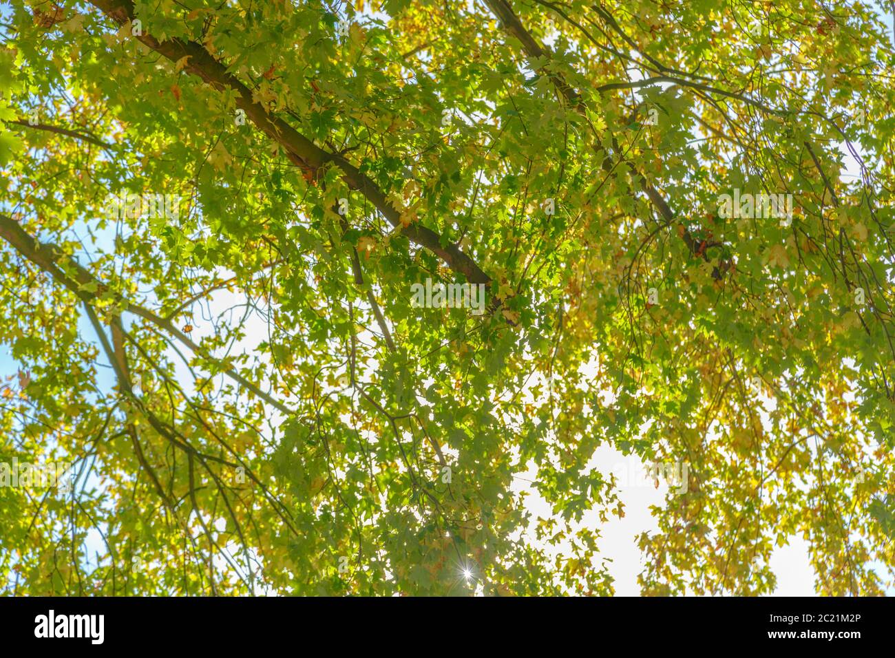 Maple mountain hi-res stock photography and images - Alamy