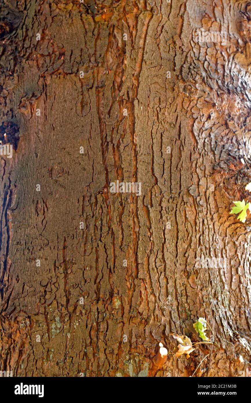 Maple mountain hi-res stock photography and images - Alamy