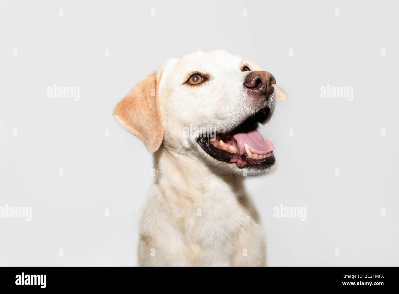 Profile happy labrador dog. Isolated on white background Stock Photo ...