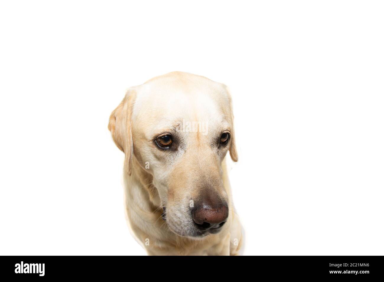Sad labrador retriever was punished. Isolated on white background Stock ...