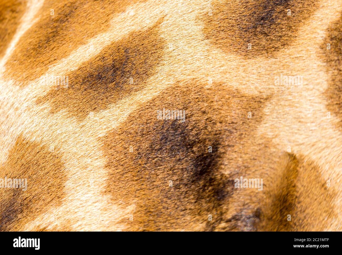 Giraffe leather hi-res stock photography and images - Alamy