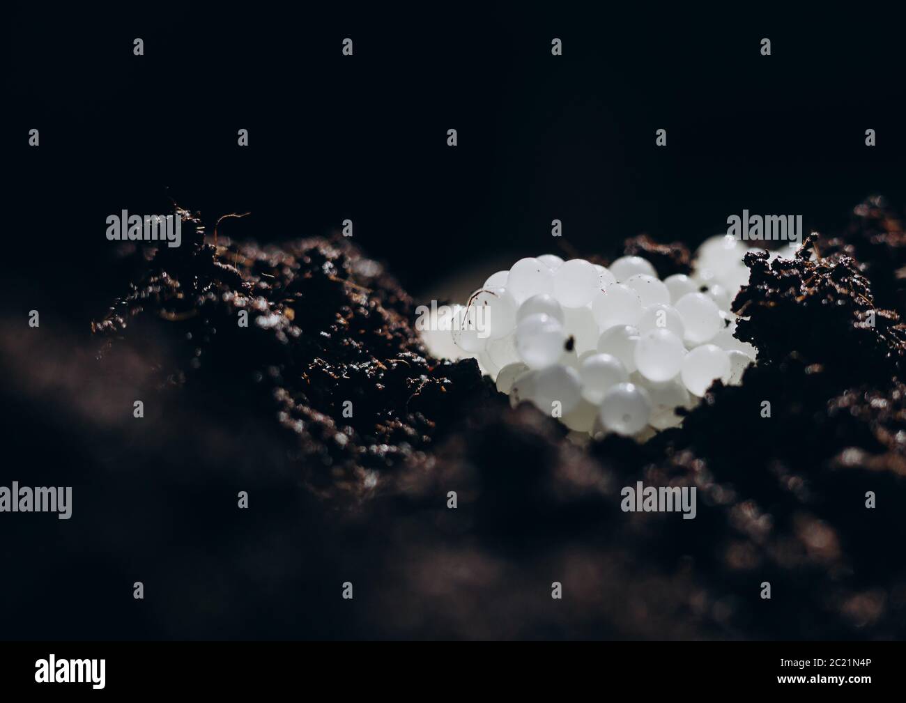 fresh snail caviar in black soil Stock Photo - Alamy