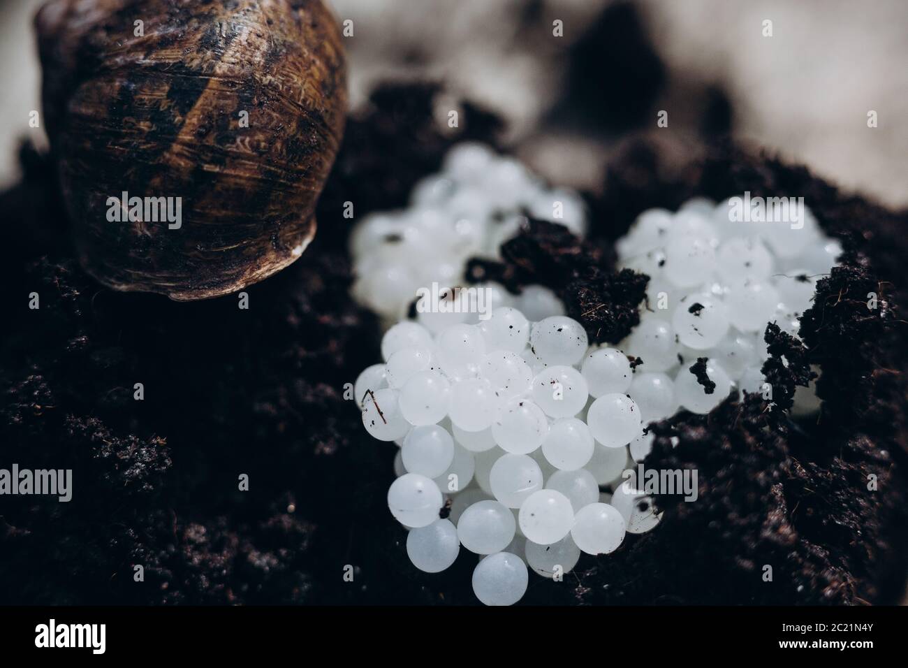 fresh snail caviar in black soil Stock Photo - Alamy
