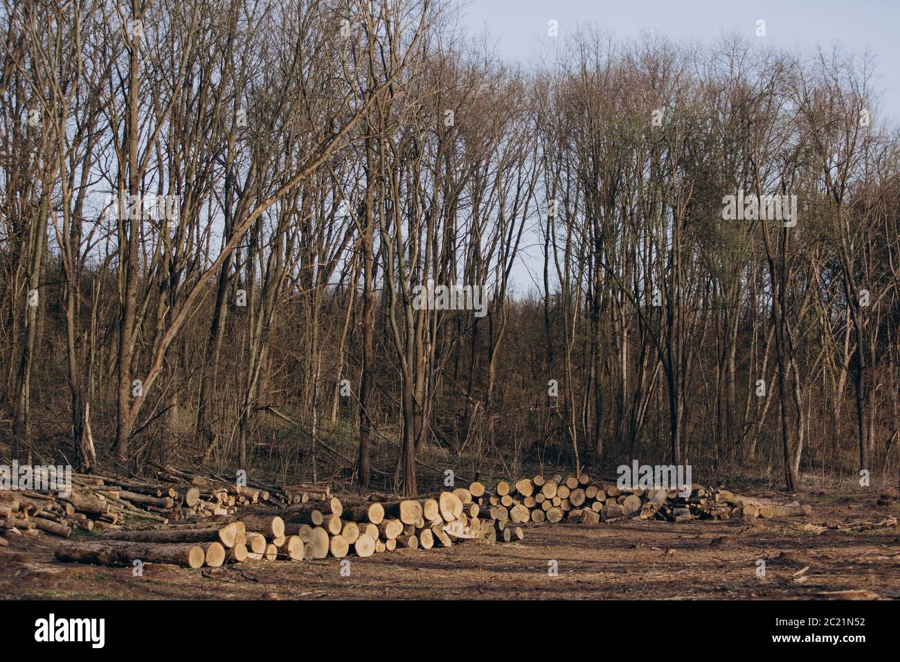 sawn logs in the forest Stock Photo - Alamy