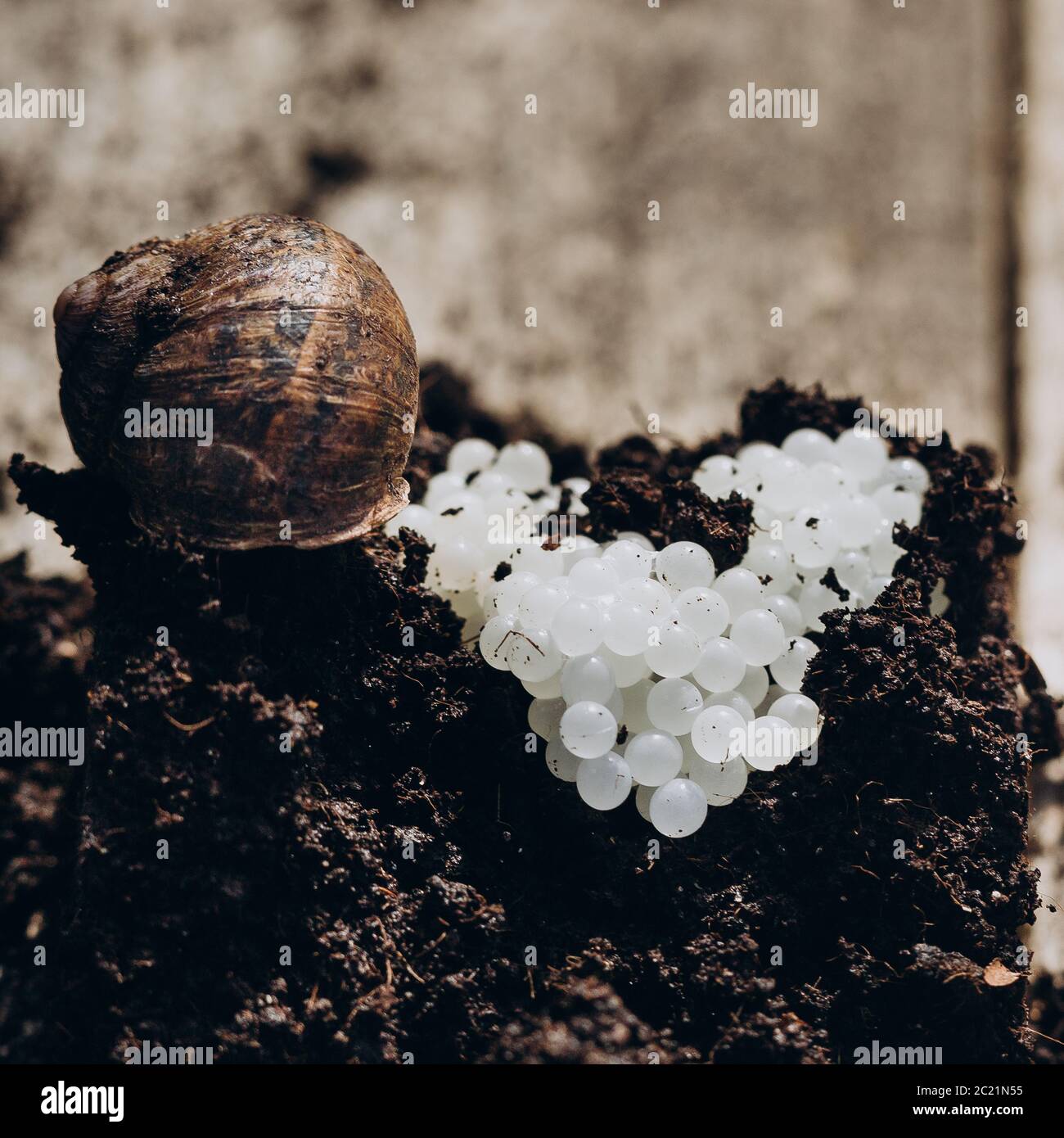 fresh snail caviar in black soil Stock Photo - Alamy