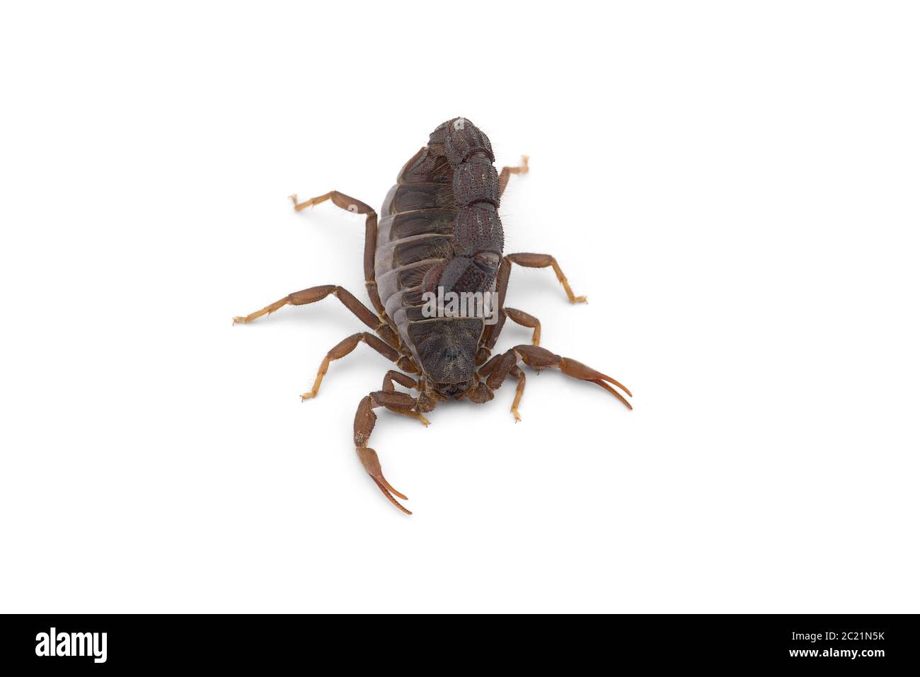 Yellow deadly dangerous scorpion top view isolated on white background ...