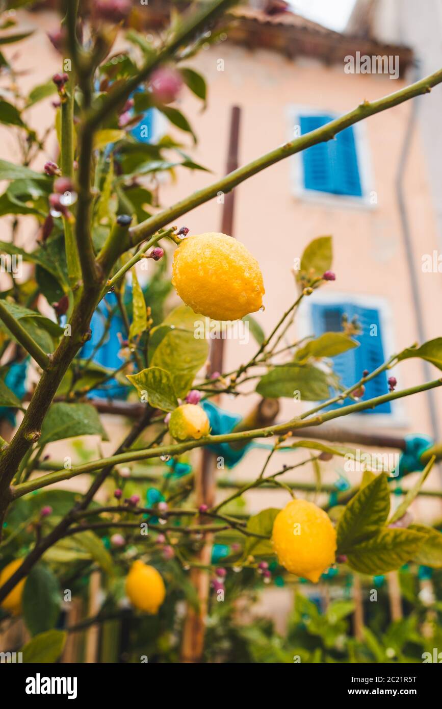 lemon tree with fruits close up Stock Photo - Alamy