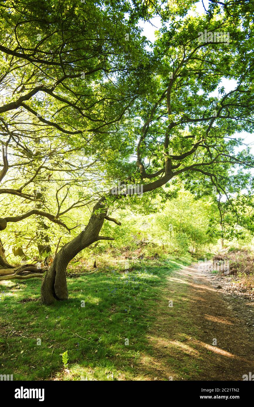 Beech trees growing in an old English woodland in Staffordshire England ...
