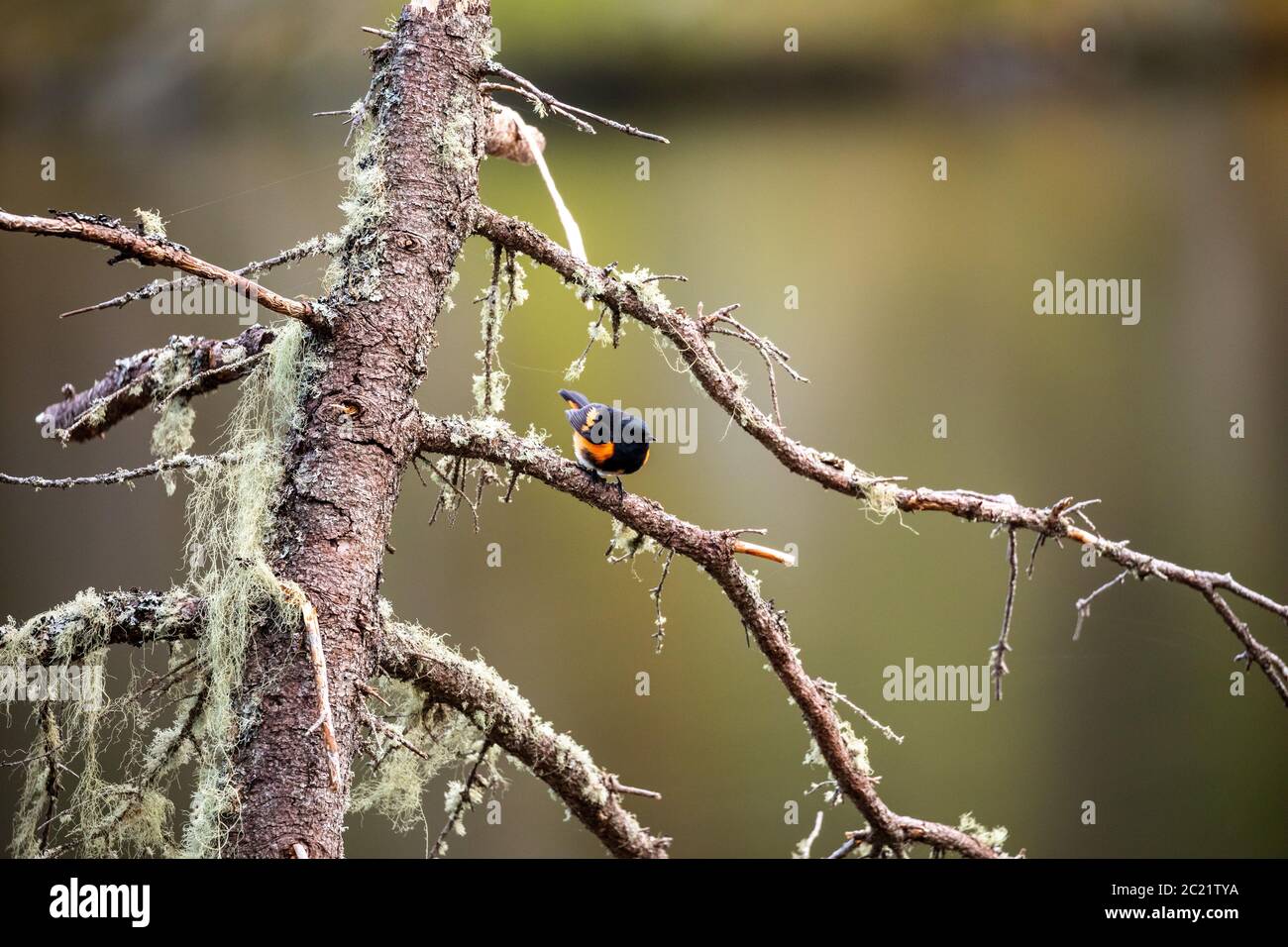 American red start nature bird hi-res stock photography and images - Alamy
