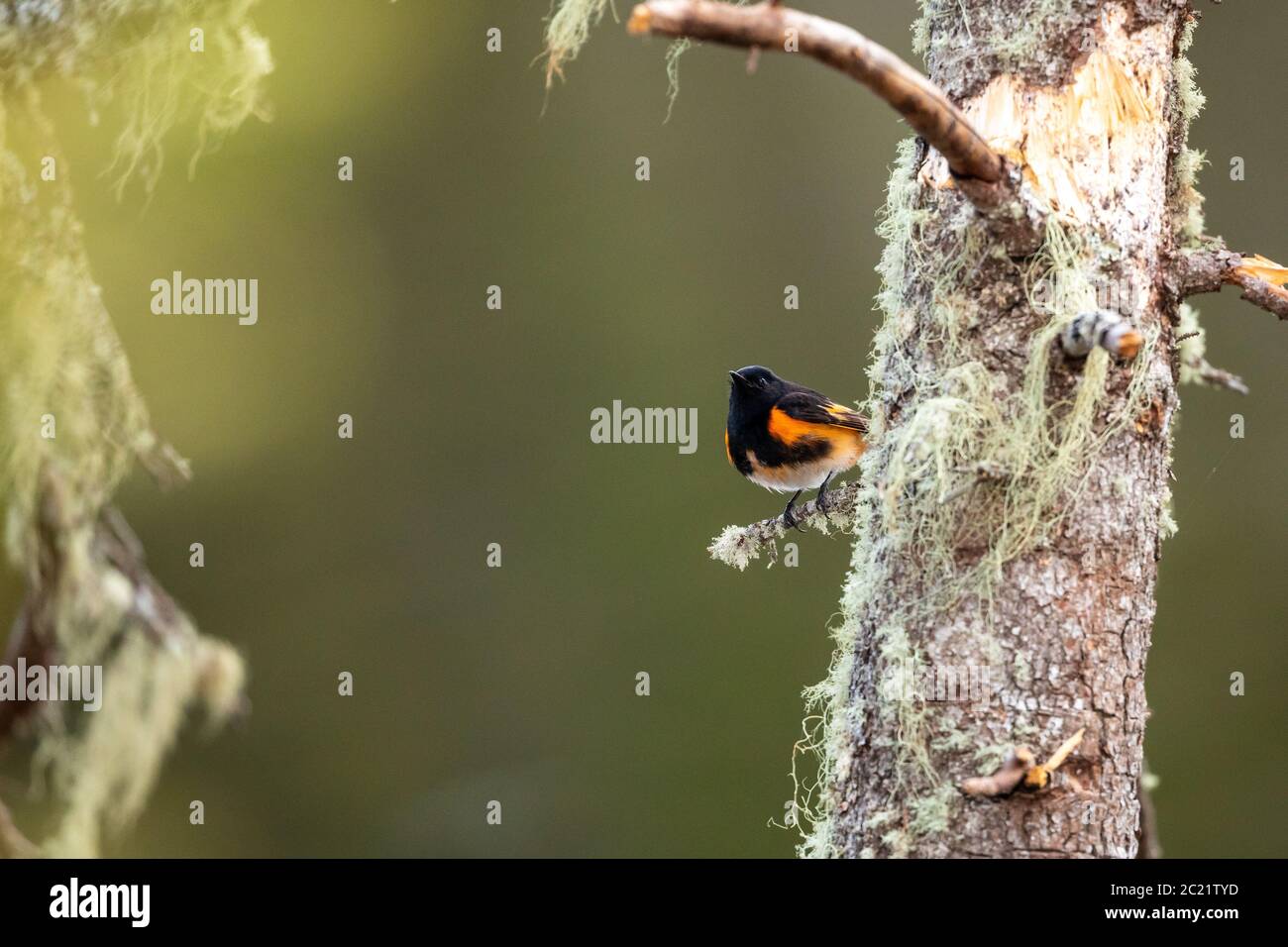 American red start beautiful bird hi-res stock photography and images ...