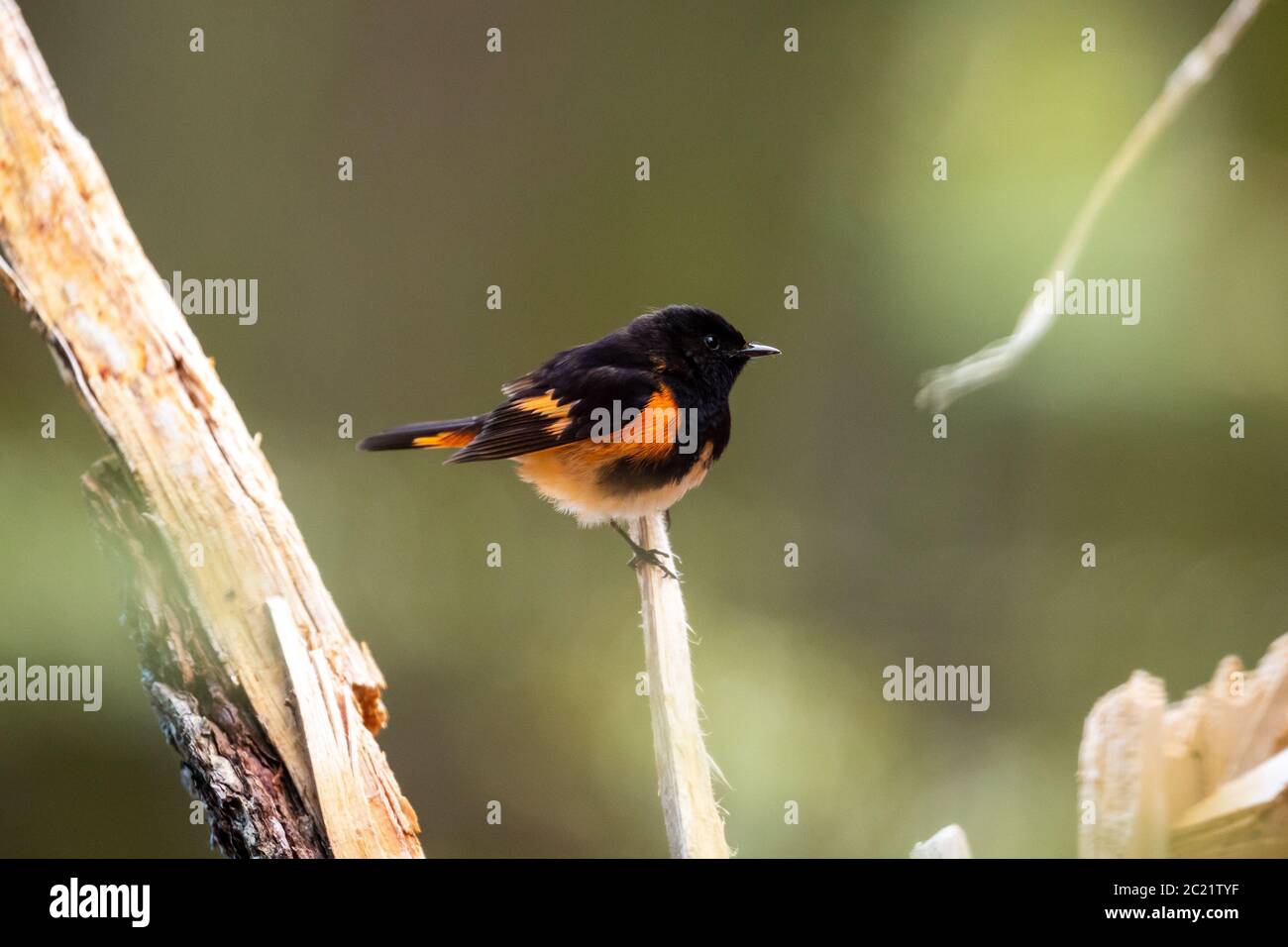 Redstart bird hi-res stock photography and images - Alamy