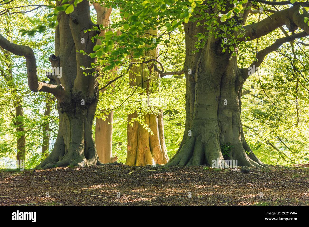 Beech trees growing in an old English woodland in Staffordshire England ...