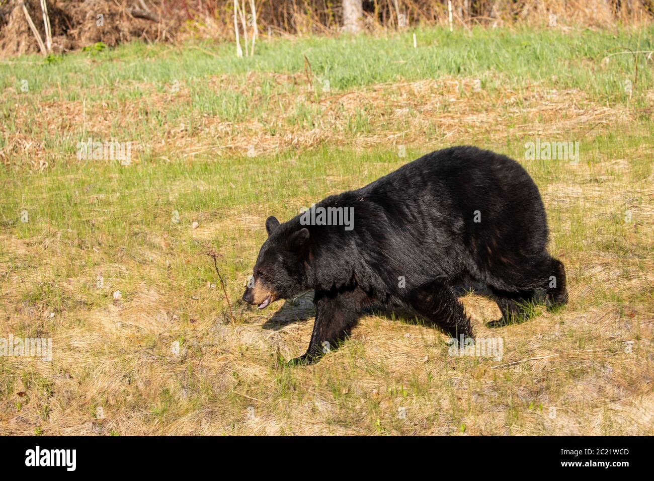 Ontario animals national park hi-res stock photography and images - Alamy