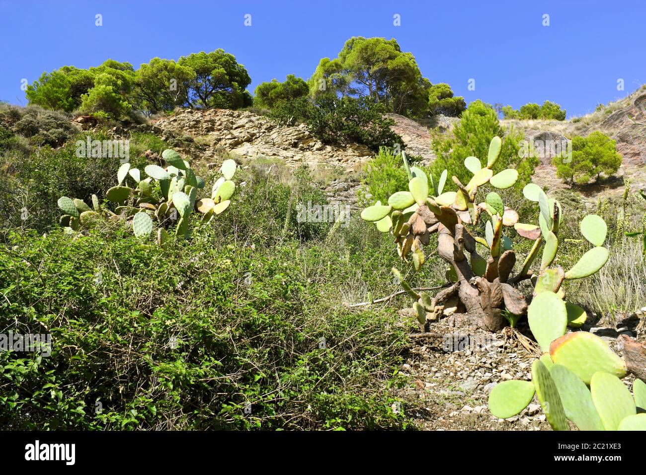Vegetation in Sicily Stock Photo - Alamy