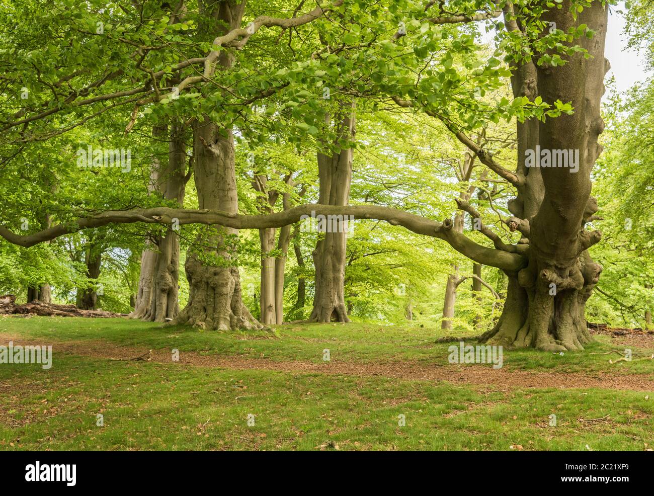 Deciduous trees growing hi-res stock photography and images - Alamy