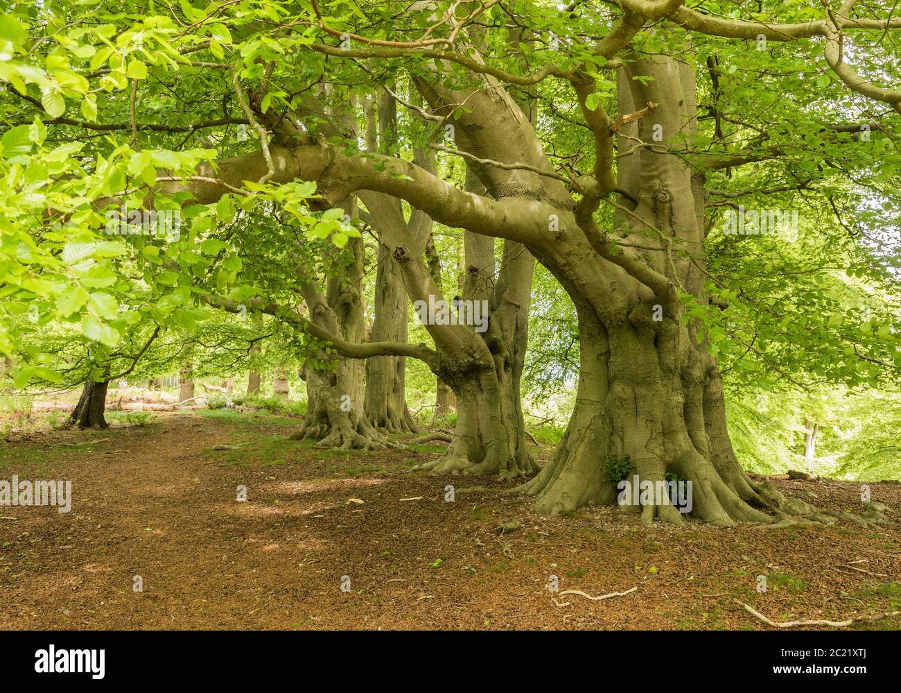 Mature beech trees growing in an old woodland in Staffordshire England ...