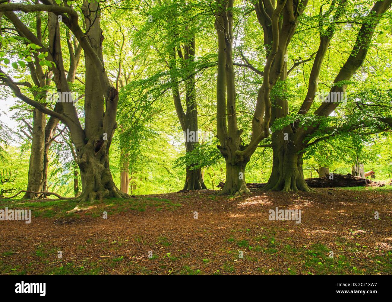 Mature beech trees growing in an old woodland in Staffordshire England ...