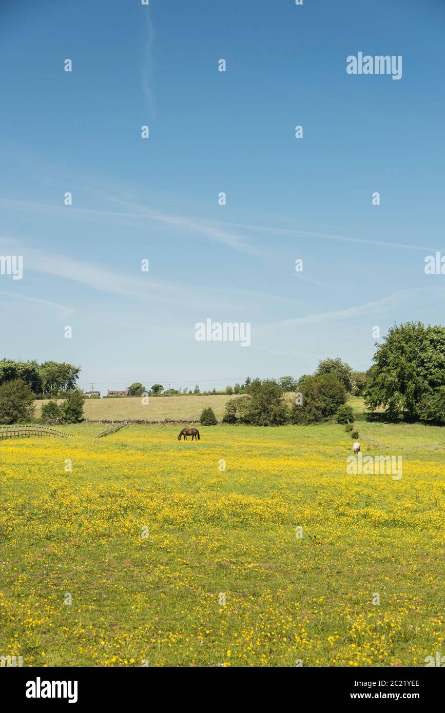 English Wild Animals High Resolution Stock Photography and Images - Alamy