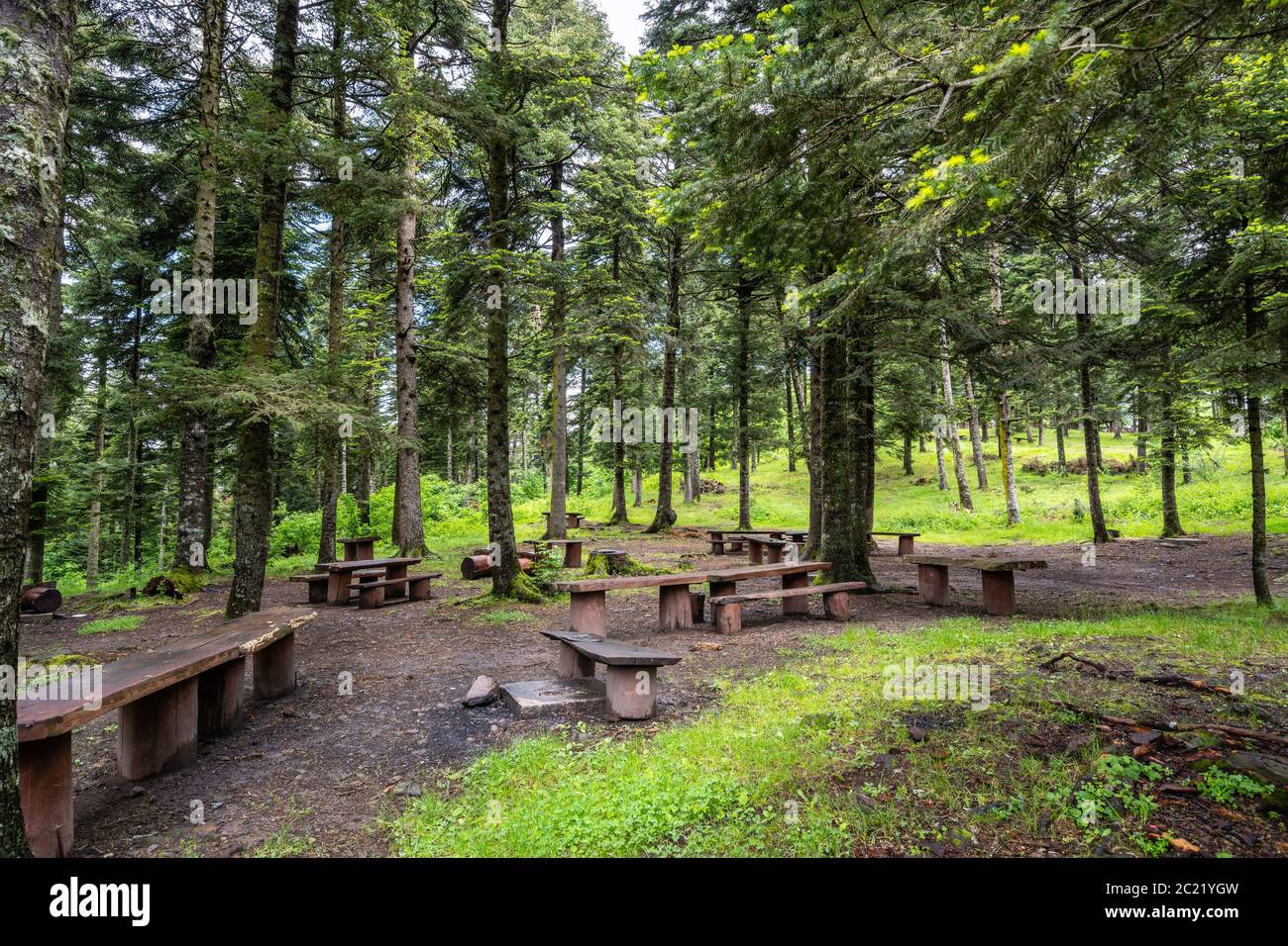 a resting area in the forest, a table and benches made of wood Stock ...