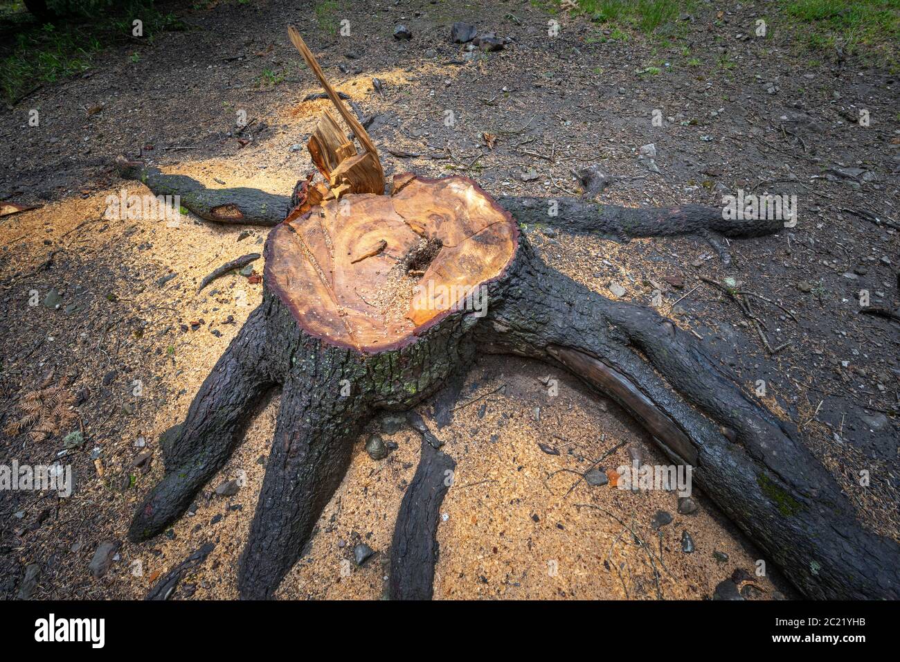 Cut tree stump hi-res stock photography and images - Alamy