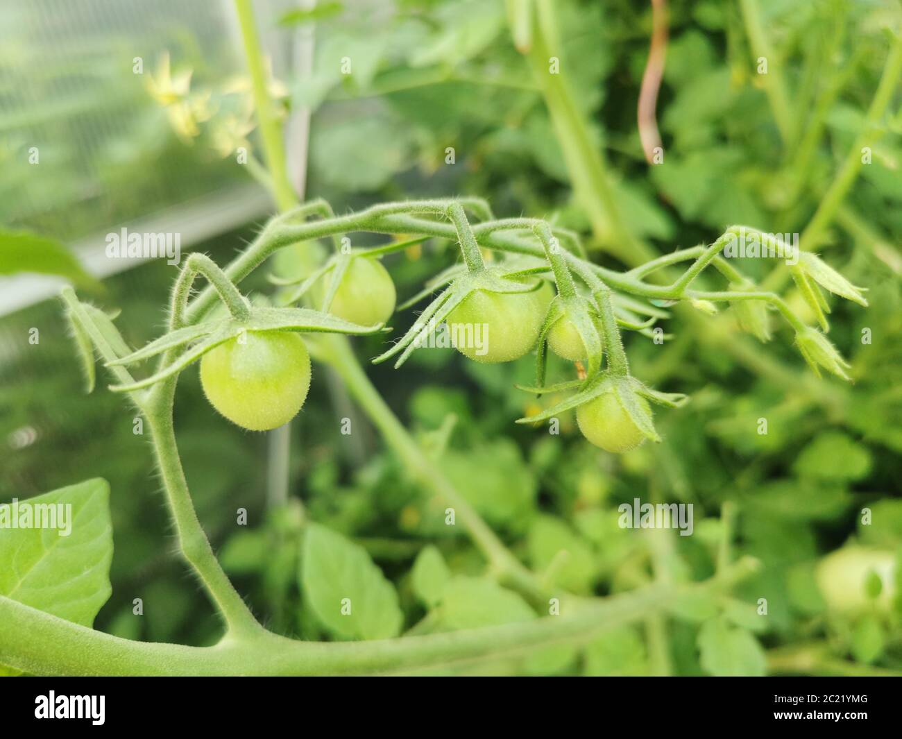 Cook green tomato hi-res stock photography and images - Alamy