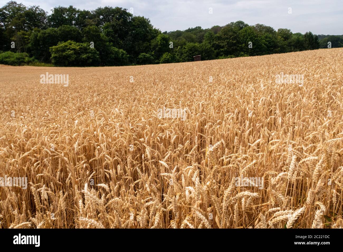 rural landscape with wheat field Stock Photo - Alamy